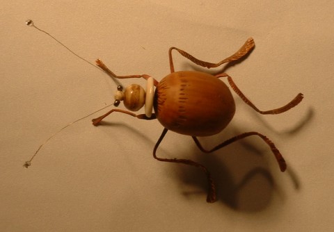 Scuttle nut bug - HereNorThere